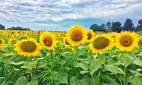 Stand Out By Fitting In – McNeil Consulting